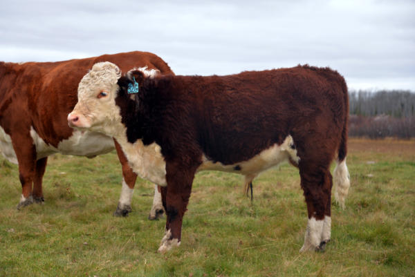 Purebred Stock | Friesen Angus Farm